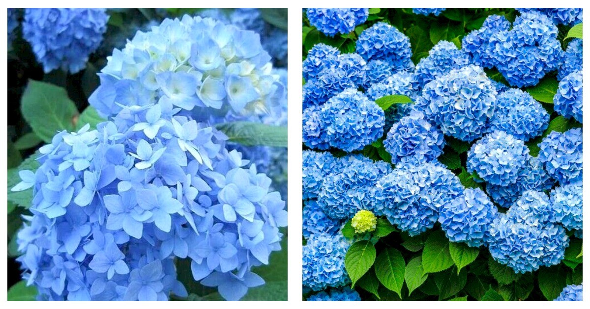 3" Pot - Nikko Blue Mophead Bush - 6-10" Tall Live Plant - Hydrangea ...