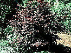Acer Palmatum Bloodgood Redjapanese Maple Fresh Seeds - Seeds & Bulbs
