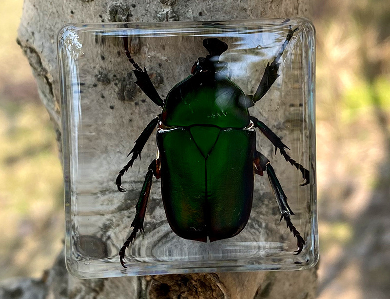 Insect Specimen Amber Animal and Plant Beetle Butterfly Specimen Resin ...