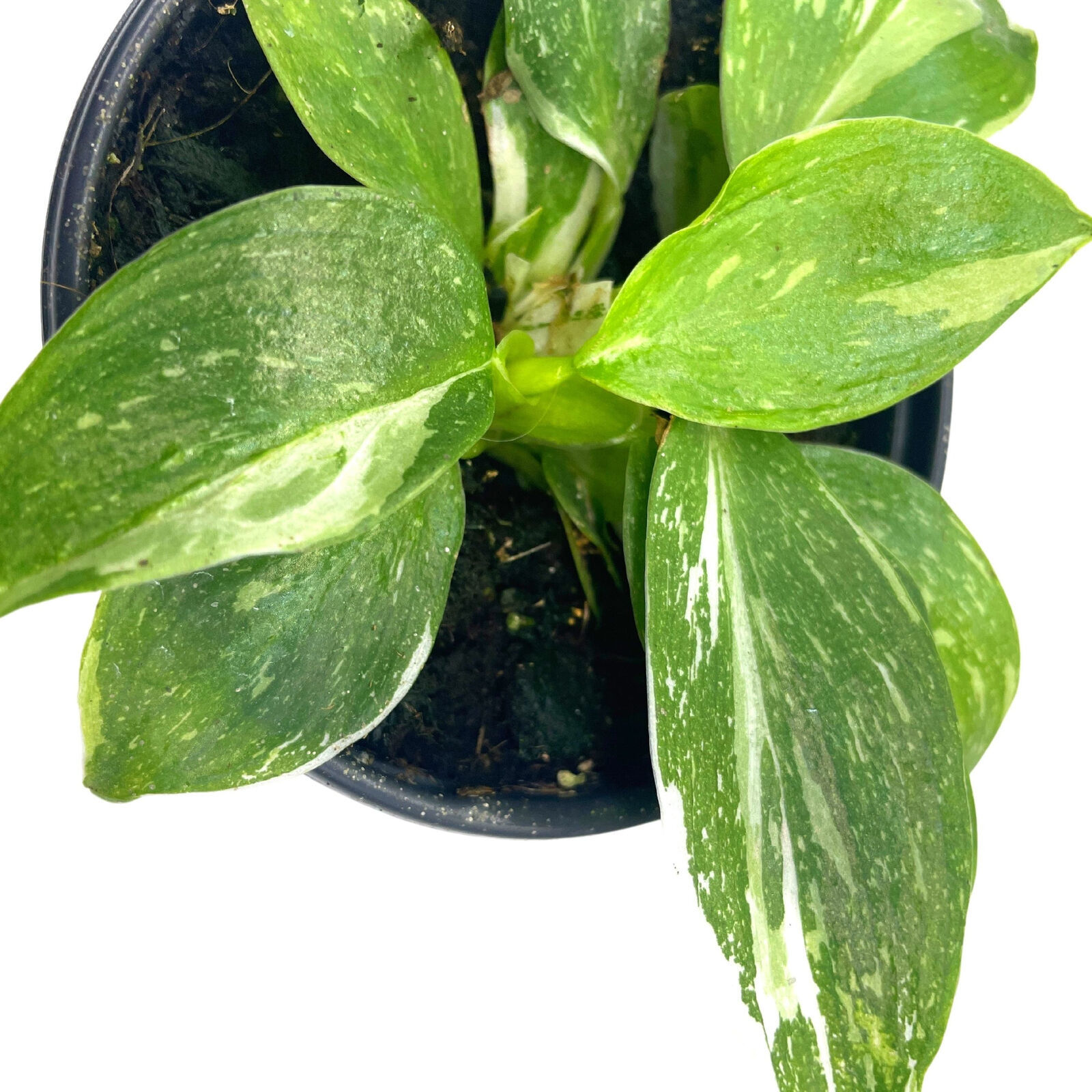 Philo White Wizard, 4 inch, Rare Variegated Philodendron erubescens ...