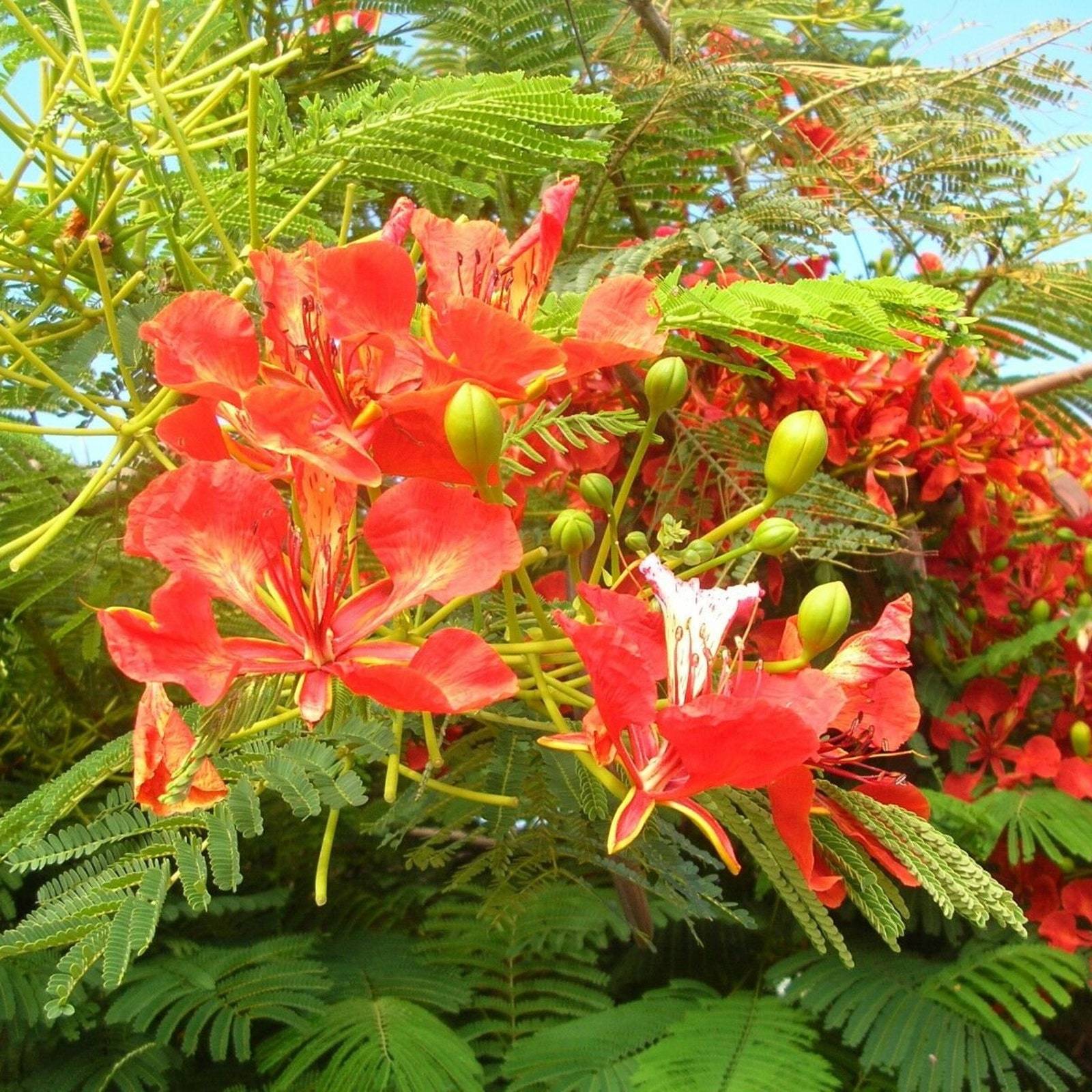 Delonix Regia Tree Of Fire Flamboyant Royal Poinciana 10 Seeds Fresh ...