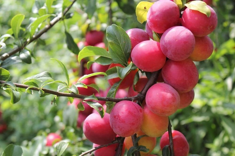 PSA 15 Plum Fruit Tree Seeds For Planting Prunus Americana Fast Growing ...