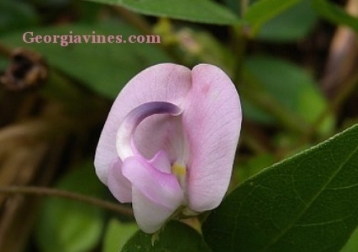 PSA Strophostyles Helvula Trailing Wooly Bean 10 Seeds Fast Growing ...