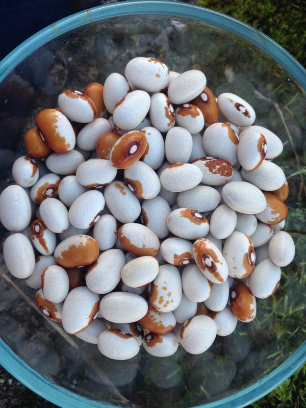 SRN Hidatsa Shield Bean Seeds 25 Delicious Bush Bean Garden - Seeds & Bulbs