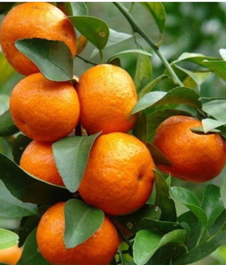 Live Plant Cara Cara Orange Tree in half GallonPot Grafted Florida ...