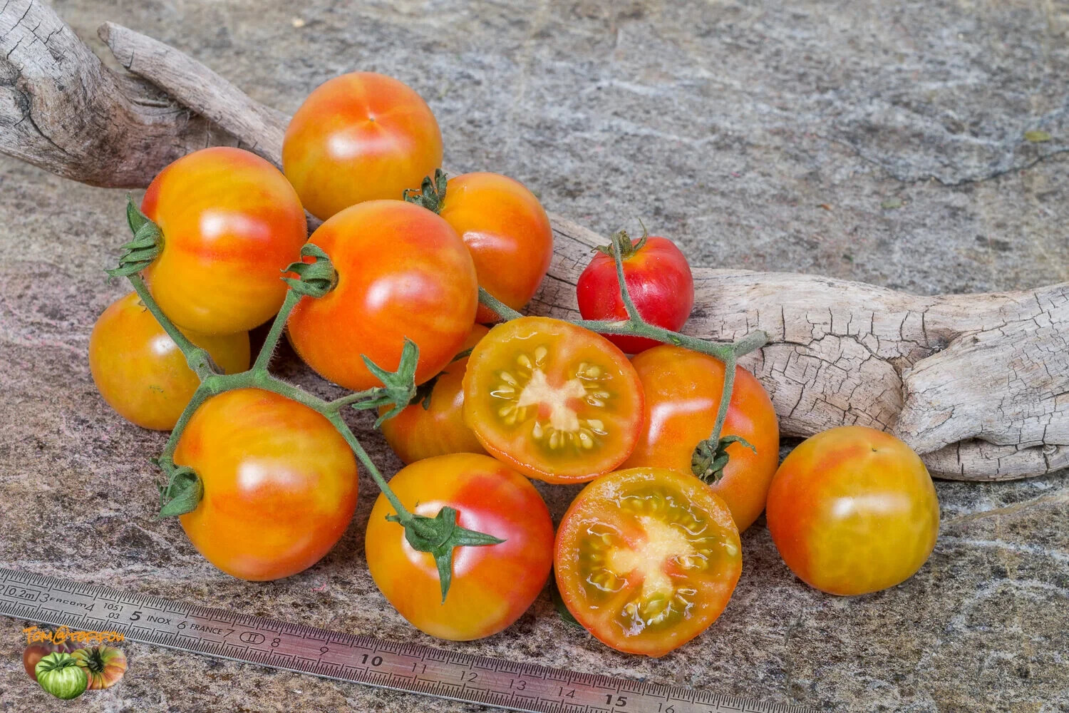30 Isis Candy Cherry Tomato Seeds Fresh Gardening - Other Plants, Seeds ...