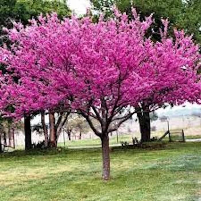 5 Eastern Redbud Tree 12-24In Tall Cercis Canadensis Bare Root Fresh ...