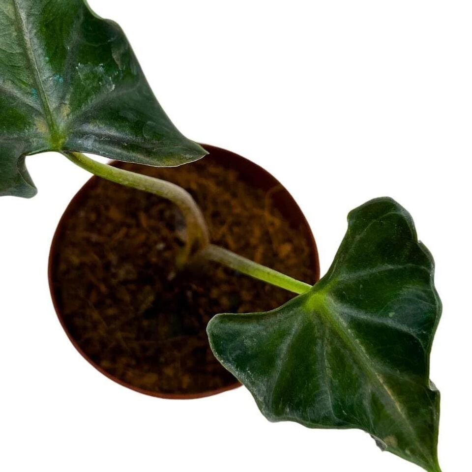 Alocasia Loco, 2 inch Rare Alocasia Starter Tiny Mini Pixie Plants ...