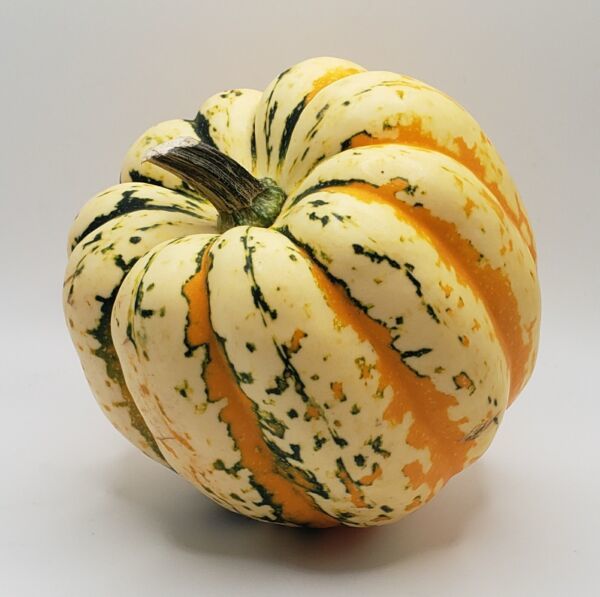 Carnival Squash 10 Seeds Winter Squash Orange Green White Fresh Garden ...