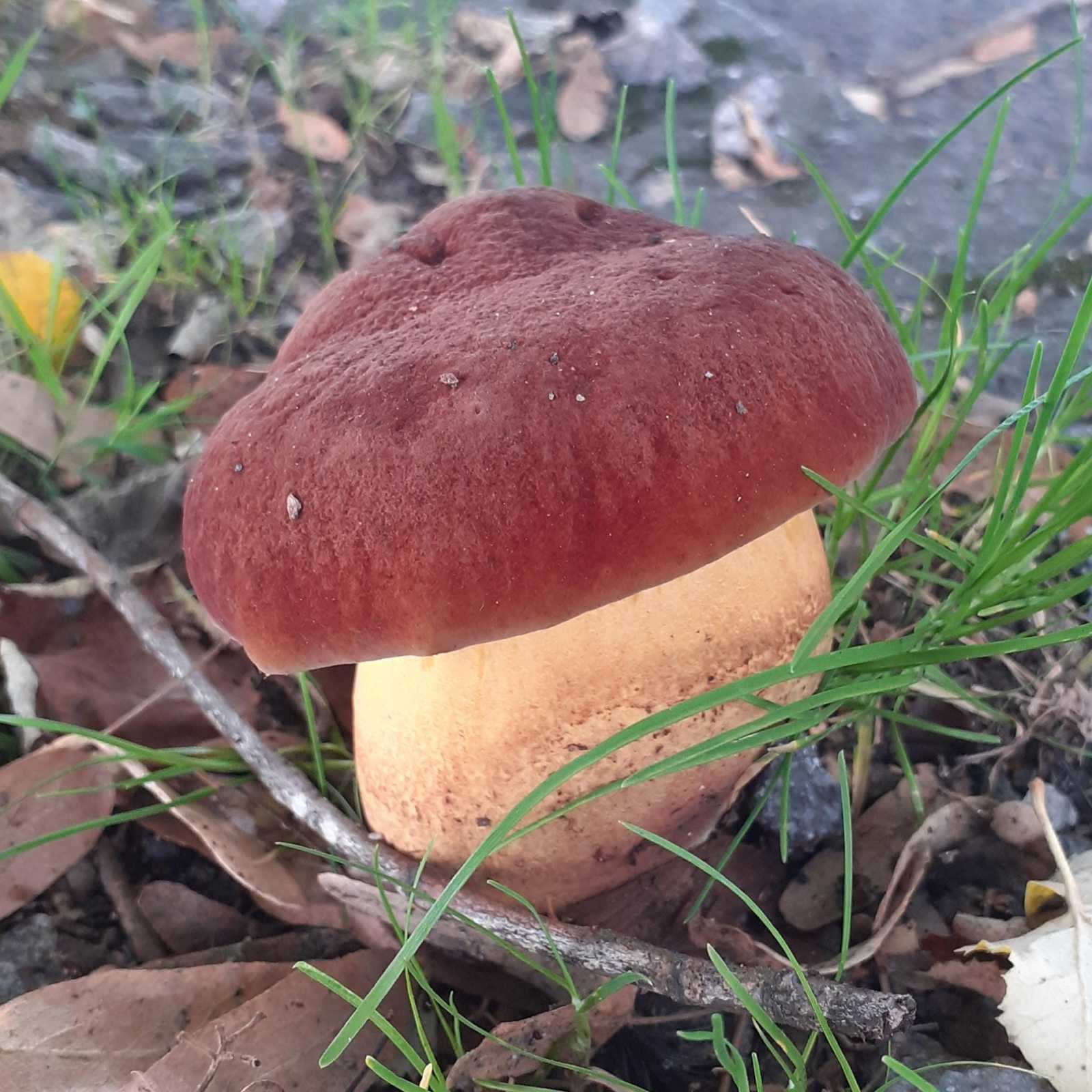15 g Organic Mushroom Spawn Mycelium Culture DECEIVING BOLETE Mushroom ...