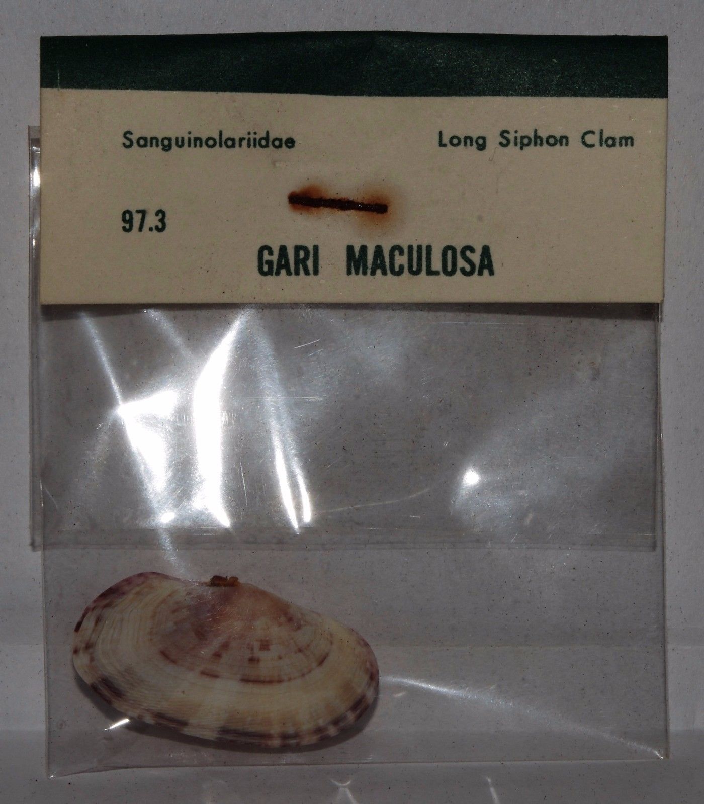 VINTAGE SEA SHELLS LONG SIPHON CLAM SANGUINOLARIIDAE GARI MACULOSA B1 - Other Collectible Shells