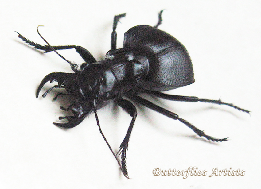 Manticora Latipennis RARE Real African Tiger Beetle Framed Entomology ...