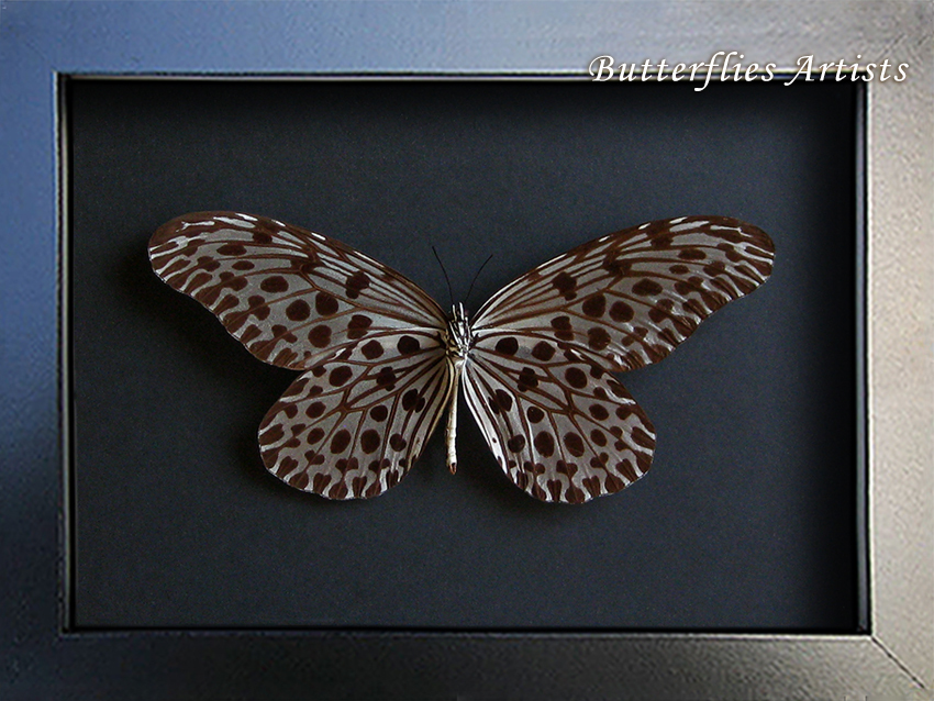 Giant Silver Tree Nymph Idea Lynceus XL Butterfly Framed Entomology ...