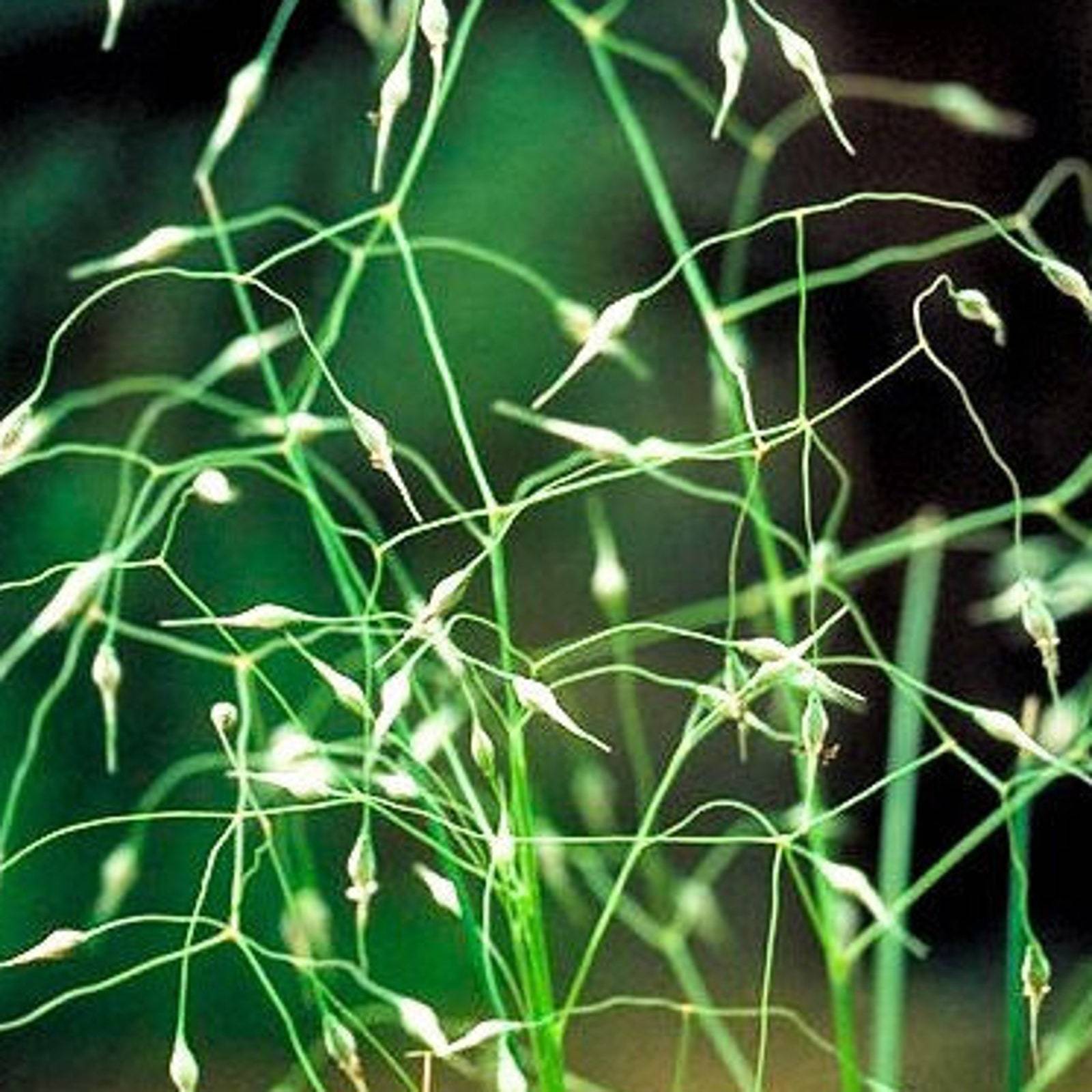 500 Indian Ricegrass Nezpar Oryzopsis Hymenoides Stipa Sand Rice Grass ...