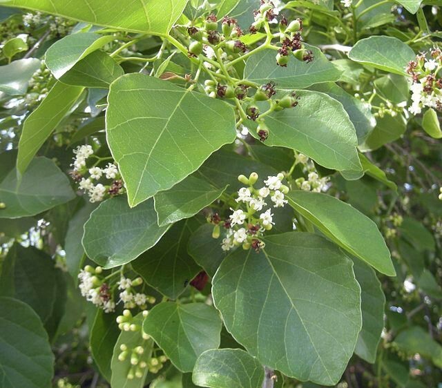 HT Cordia Dichotoma Clammy Cherry 10 Seeds Garden Seeds - Seeds & Bulbs