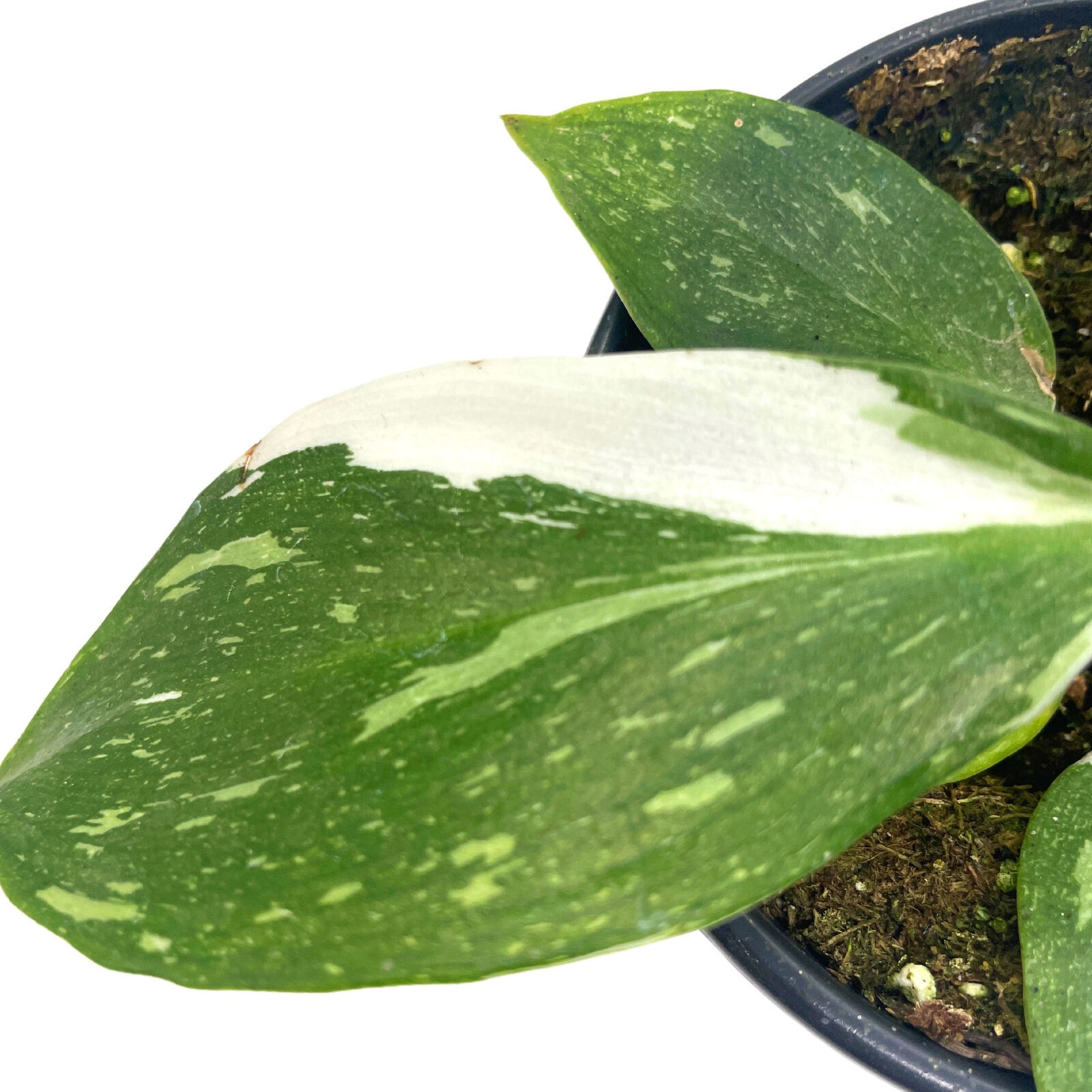 Philo White Wizard, 4 inch, Rare Variegated Philodendron erubescens ...