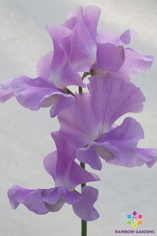LD 50 Lady Penny Sweet Pea Seeds Fast Growing - Seeds & Bulbs