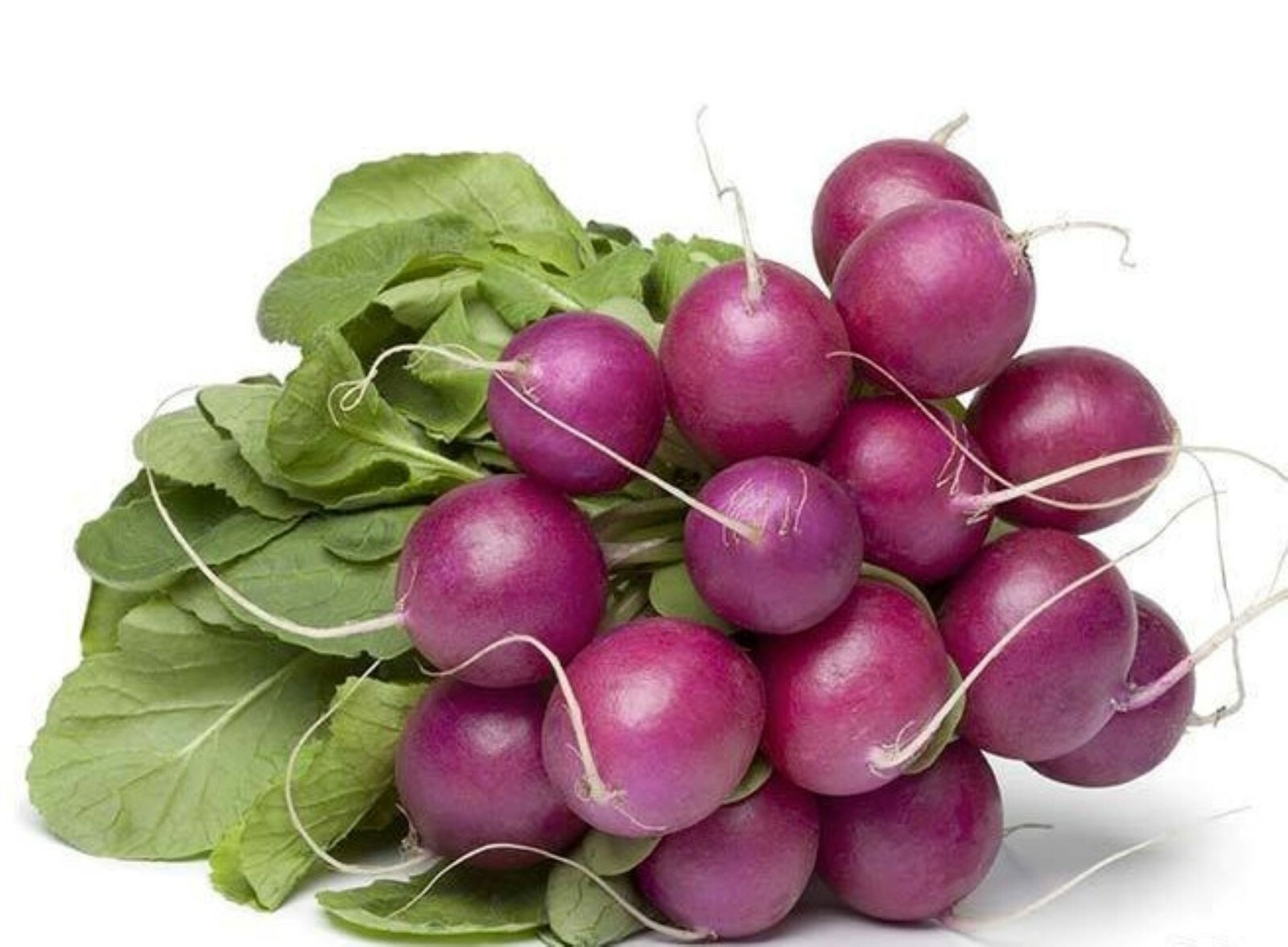 Purple Plum Radish Seeds One Gram Fresh Seeds - Seeds & Bulbs