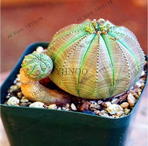 100 pcs/Bag Real Mini Euphorbia obesa Flores Perennial Plant FRESH SEEDS - Seeds & Bulbs