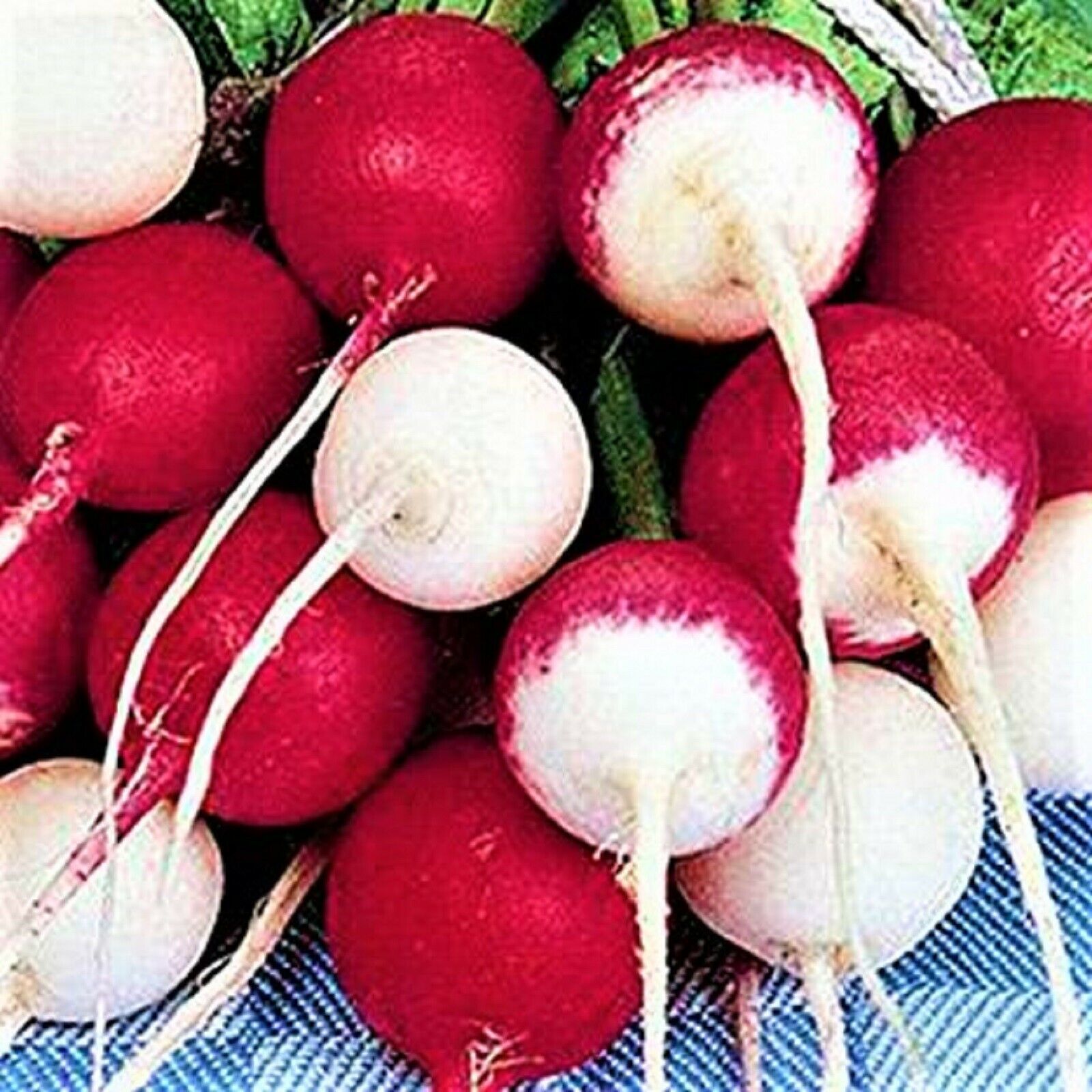 Confetti Mix Radish Seeds - NON-GMO - Vegetable Seeds - BOGO - Seeds ...