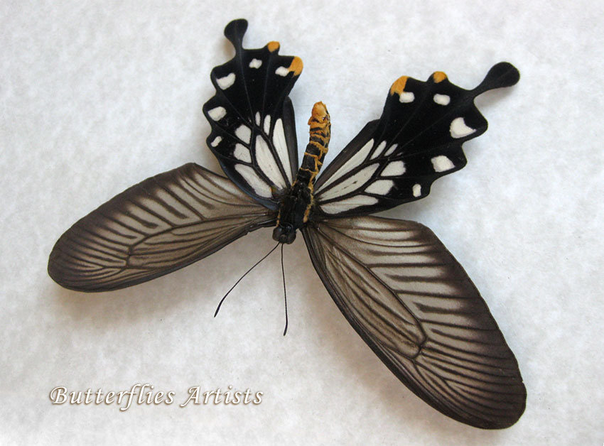 Real Clubtails Butterfly Losaria Coon Female Framed Entomology ...