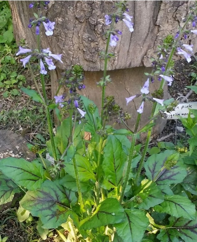 LD 100 Lyreleaved Sage Seeds (Salvia Lyrata) Cancer Weed Organic ...