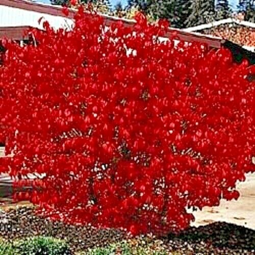 50 Burning Bush Kochia Scoparia Bassia Bright Red Fall Color Shrub ...