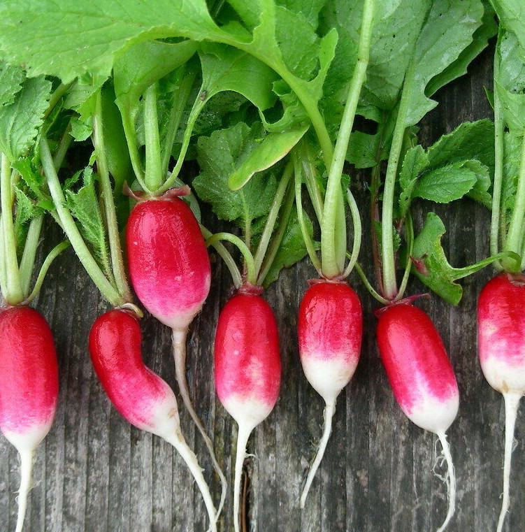 French Breakfast Radish Red Pink White Long Radishes Vegetable Fresh ...
