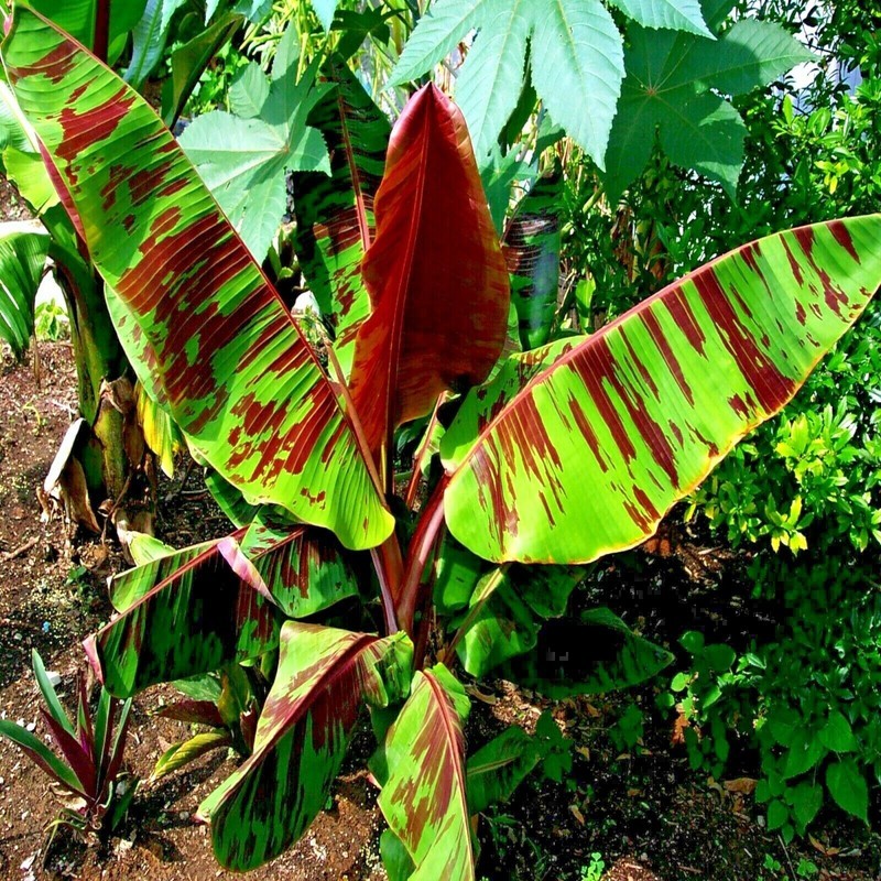 KKG 20 Red Tiger Darjeeling Banana Tree Seeds M Sikkimensis Zone 5 ...