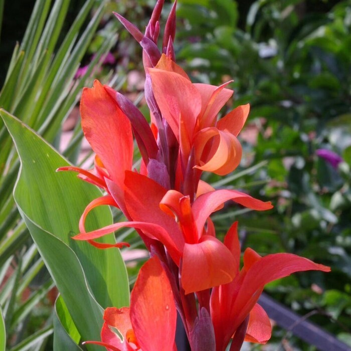 Canna Indica / Edulis India Shot Lily Canna Lily 10 Seeds Fresh ...