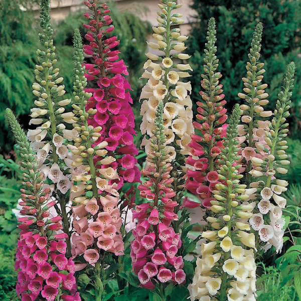 Foxy Mix Foxglove Non GMO 1245 Heirloom Seeds - Seeds & Bulbs