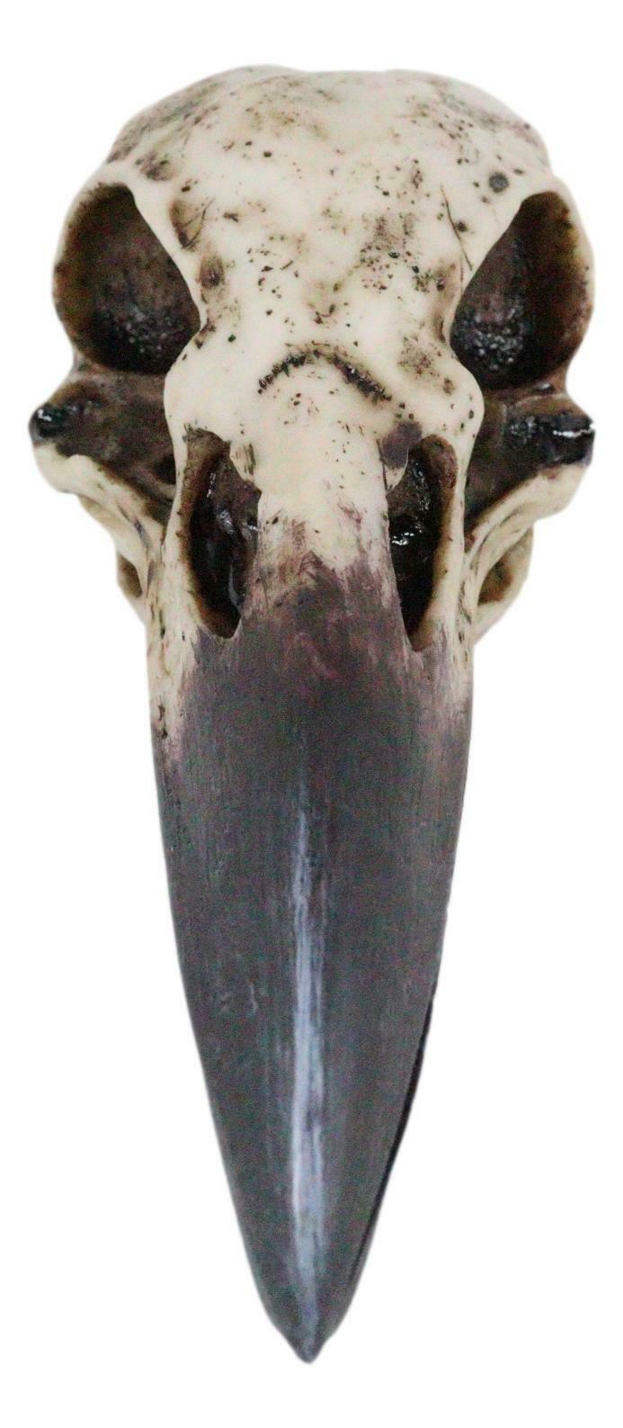 Ebros Bad Omens Witchcraft Gothic Raven Crow Skull Jewelry Box Figurine ...