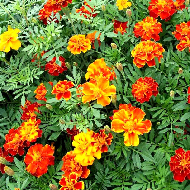 Bloomys 500 Seeds Pot Marigold Spring Mix Mosquito Bug Repellent Dwarf ...