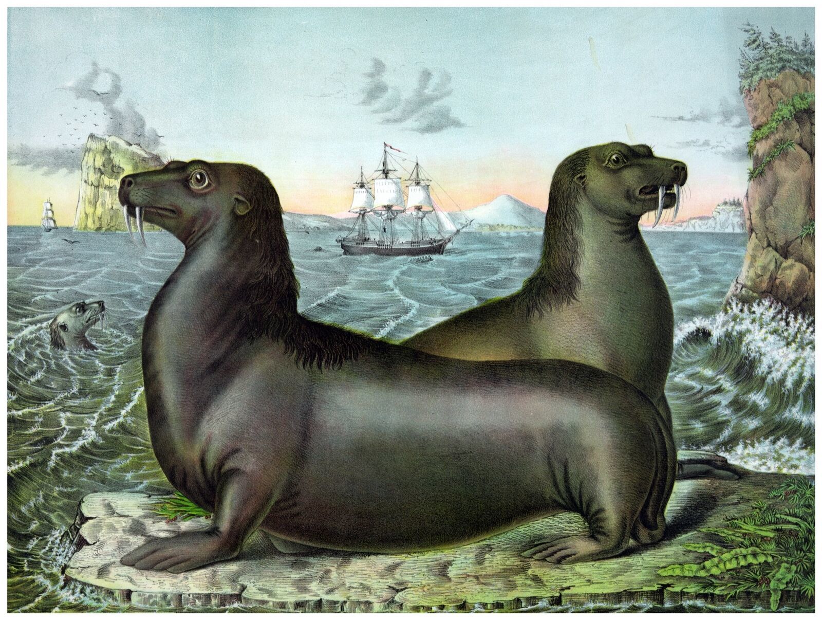 9031.Two seals in front of ship and ice mountains.POSTER.decor Home ...