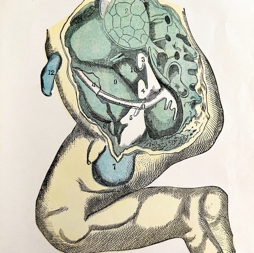 Male Reproductive Testicles Decend 1878 Victorian Medical Anatomy Print ...