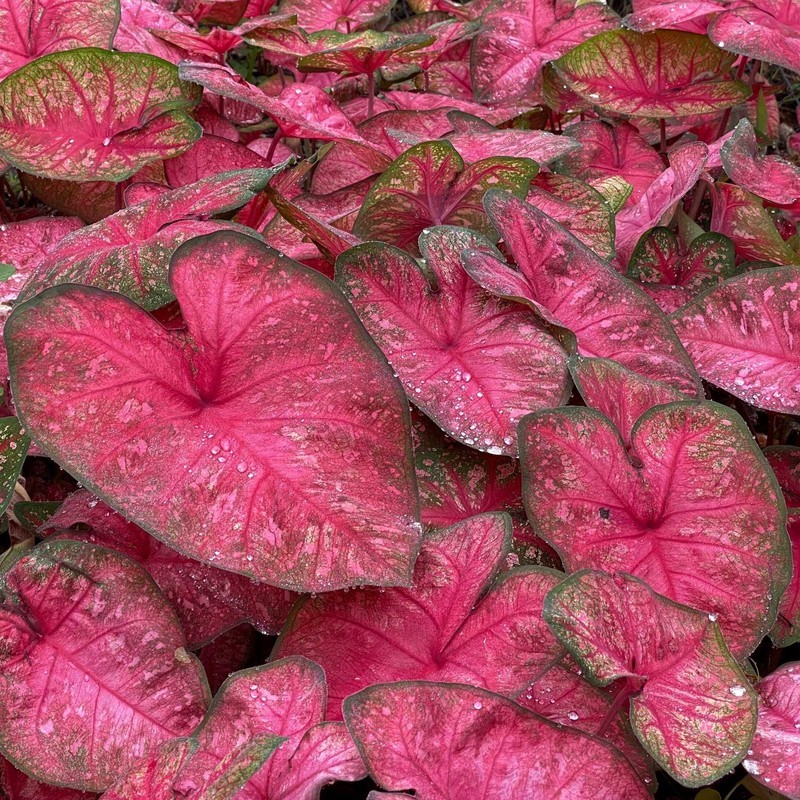 PSA Caladium Radiance 3 Plant Bulbs Summer Color Foliage Fast Growing ...