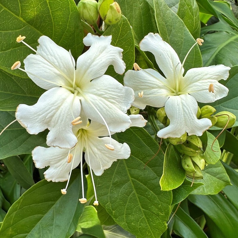 SYR 15 Seeds Glory Vine House Flowers Fast Growing - Seeds & Bulbs