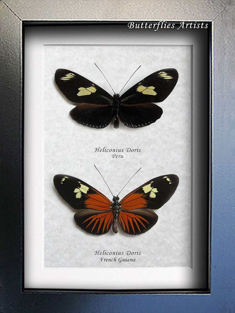 Real Longwing Butterflies Heliconius Doris Red Blue Form Entomology ...