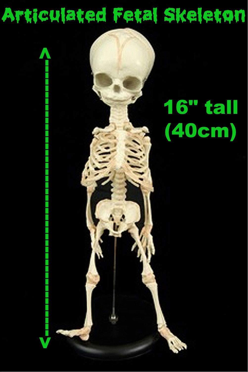 Life Size Realistic Baby Bucky HUMAN FETAL SKELETON Horror Prop Replica ...