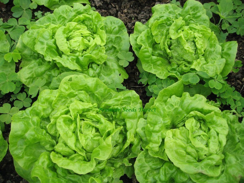 Tom Thumb Leaf Lettuce Seeds Butterhead Bibb Non GMO Heirloom Fast Grow ...