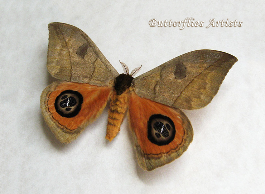 Real Saturn Moth Automeris Liberia Colorful Bullseye Framed Entomology ...