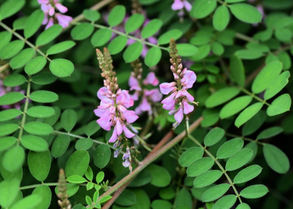 10 Pc Seeds True Indigo Plant, Indigo tinctoria Tree Seeds for Planting ...