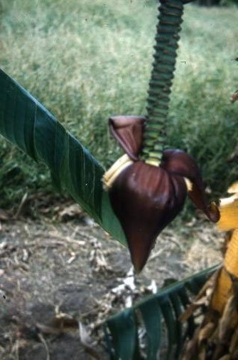 SRN Musa Ochracea 20 Seeds Garden - Seeds & Bulbs