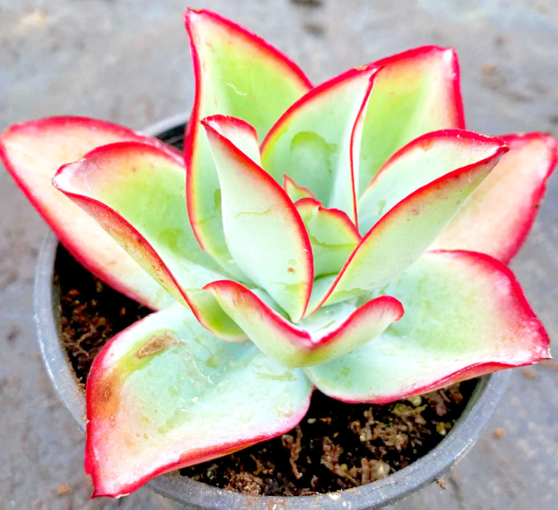 SRN Echeveria Subrigida Fire And Ice Hen And Chicks Plant Seeds 50 ...
