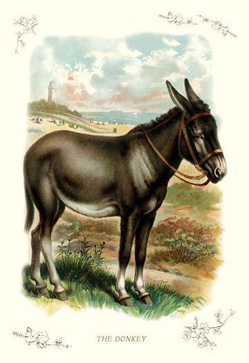 The Donkey 20 x 30 Poster - Home Décor