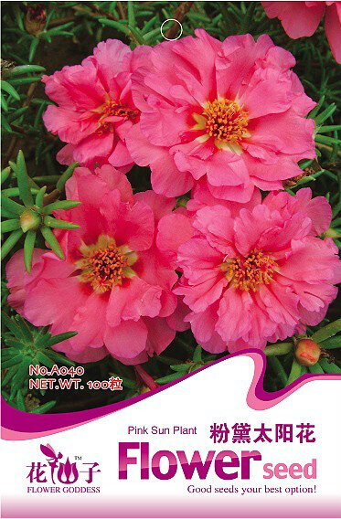 1 Pack 100 Seeds Pink Portulaca Grandiflora Seeds Grown Moss Rose Sun ...