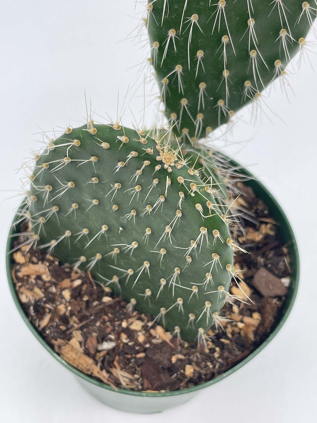 Aaron's-beard prickley pear, Opuntia leucotricha, Rare Cactus, 4 inch ...