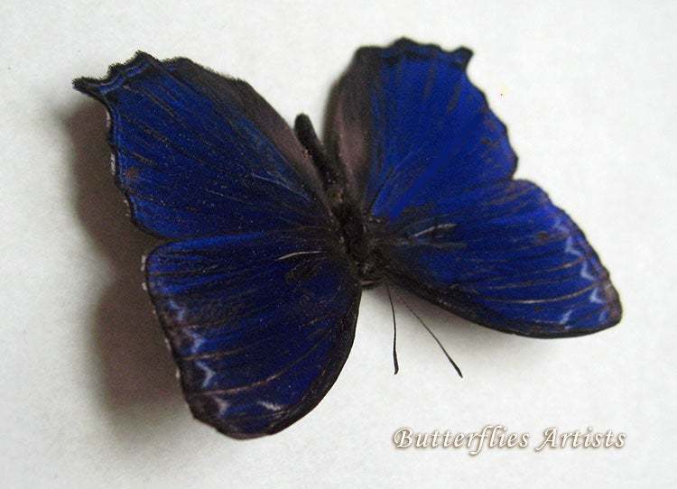 Real Butterfly Ptychandra Leucogyne RARE Framed Entomology Collectible ...