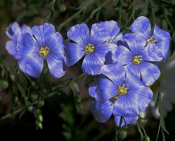 Giant Dark Blue & Light Blue Flax Linum Usitatissimum 200 PCS Seeds ...