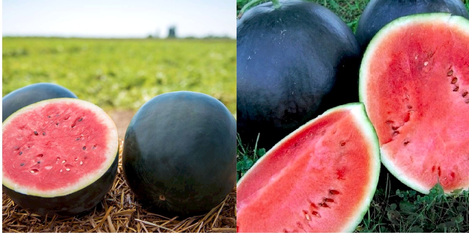 Black Diamond Watermelon Seeds Fresh Garden Seeds Gardening Plant ...